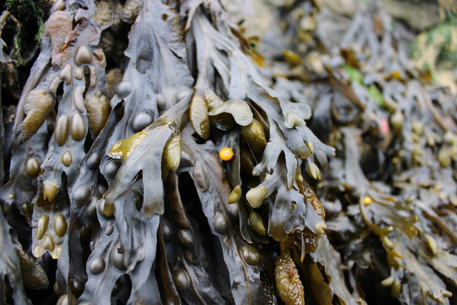 Benefits of Living Sea Walls - Our Only World